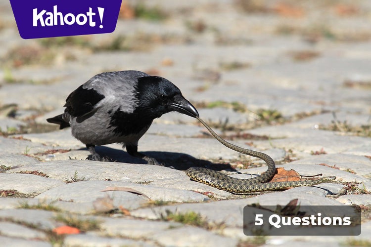 The Crow and the Snake-Panchatantra story - Kahoot! Quiz