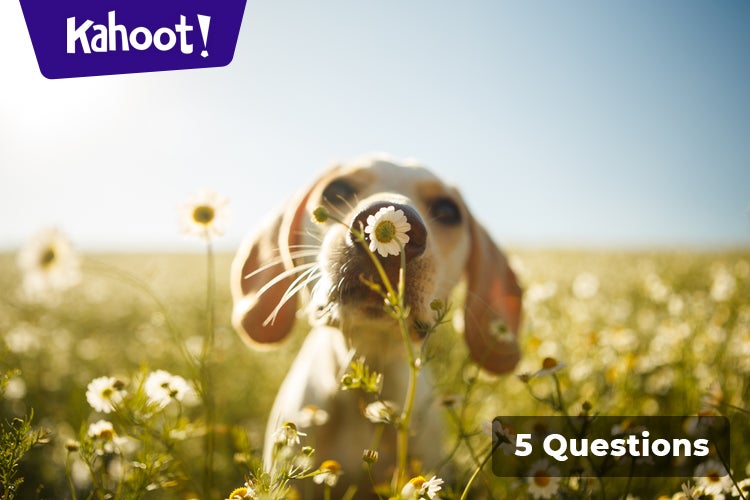 Animal Bodies as Systems: Lesson Quiz - Kahoot! Quiz