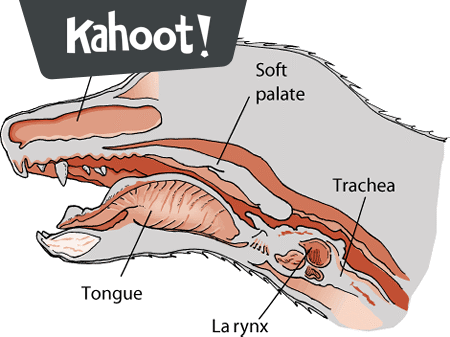 A & P II - Respiratory System Chapter 15 - Kahoot! Quiz