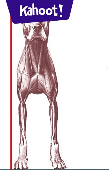 Intro to Integrated Anatomy - Kahoot! Quiz
