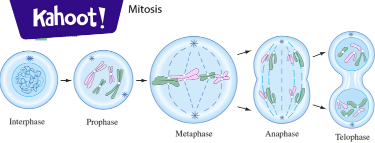 Mitosis & The Cell Cycle - Kahoot! Quiz