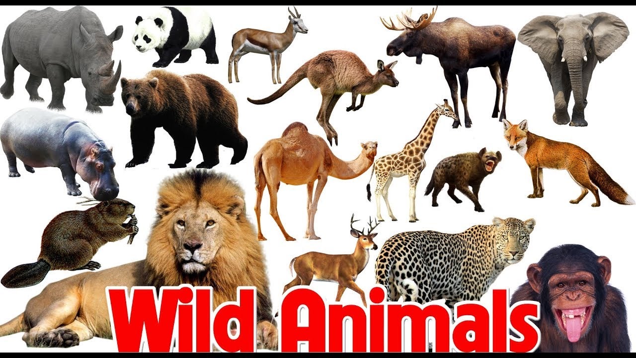 WILD ANIMALS - For Kids Level - Kahoot! Quiz
