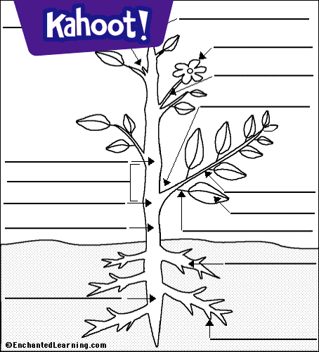 Plant Anatomy - Kahoot! Quiz