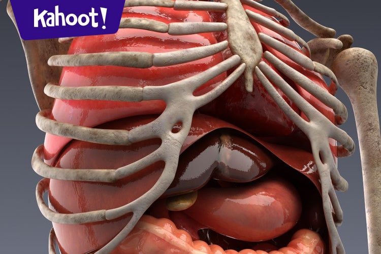 Basic Human Anatomy - Kahoot! Quiz