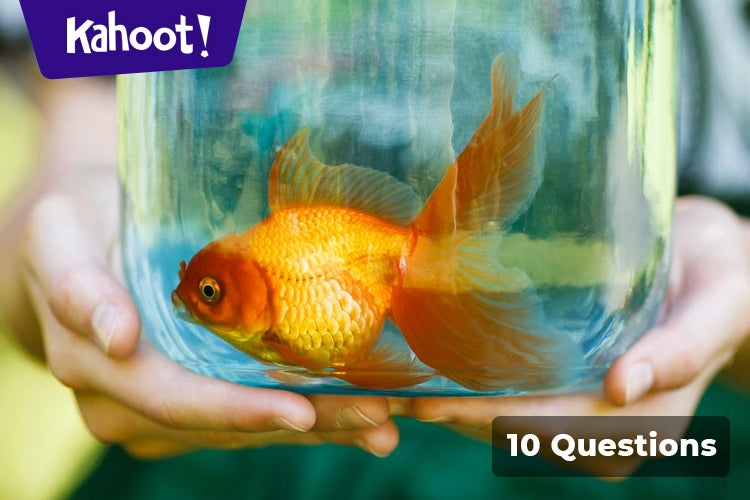 What, of This Goldfish, Would You Wish? - Kahoot! Quiz