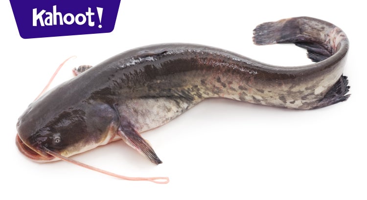 Waiter fish vocab - Kahoot! Quiz