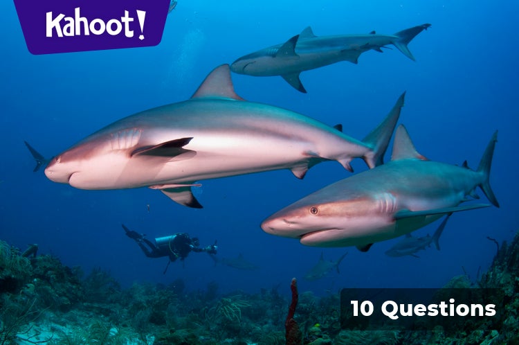 Counting Marine Animals (K.CC.A.1) - Kahoot! Quiz
