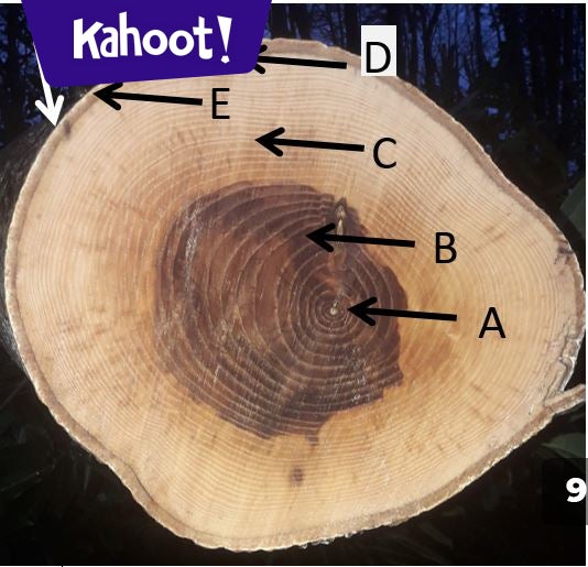 Internal Parts of the Tree Definitions - Kahoot! Quiz