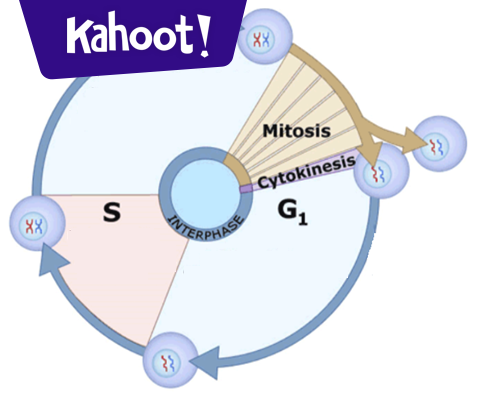 Cell Cycle - Kahoot! Quiz