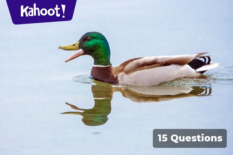 Animals - typing - Kahoot! Quiz