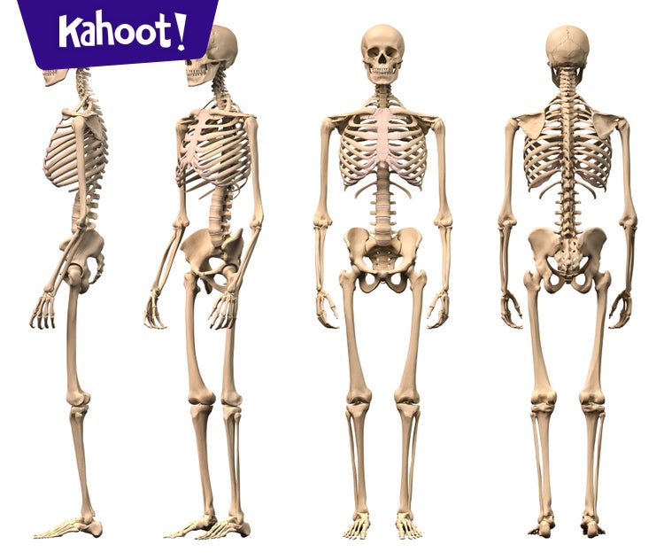 Skeletal System Anatomy - Kahoot! Quiz