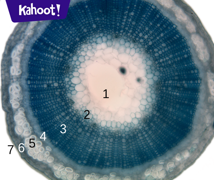 Plant tissues - Kahoot! Quiz