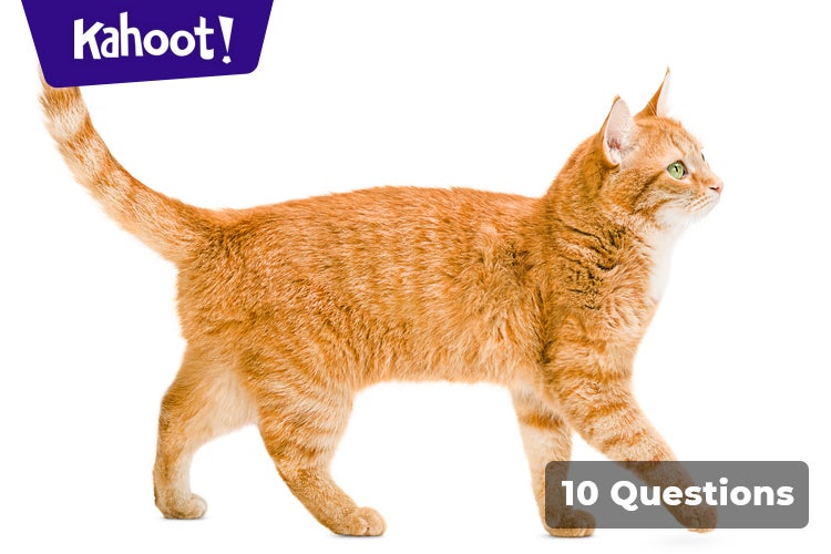 BIO1410: Directional Anatomy - Kahoot! Quiz