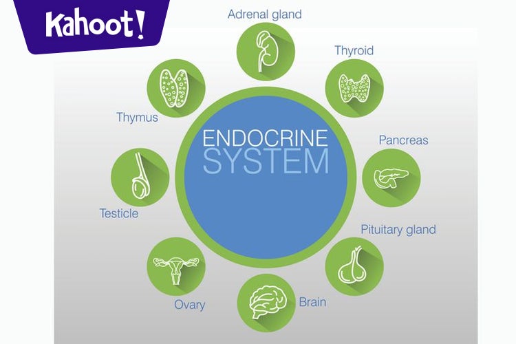 Endocrine System Review - Kahoot! Quiz