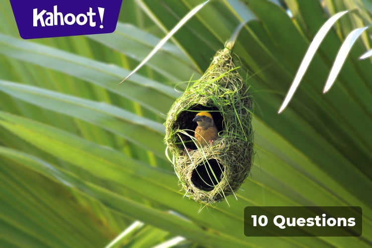 Animal homes - Kahoot! Quiz