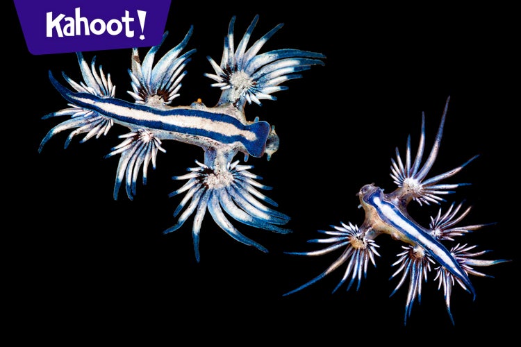 Chapter 35: Mollusks - Kahoot! Quiz