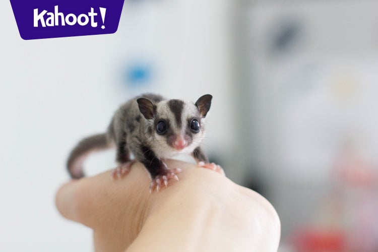 Baby animals - Kahoot! Quiz