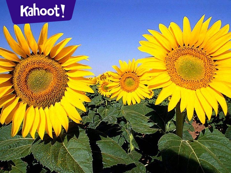 Descubre 8.1c Preterite Stem-changing - Kahoot! Quiz