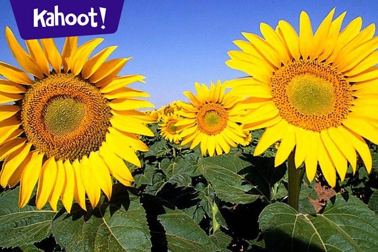 Descubre 8.1c Preterite Stem-changing - Kahoot! Quiz