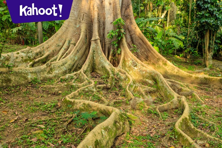 Greek & Latin Root Words: penta, oct, deci, cent, quad - Kahoot! Quiz