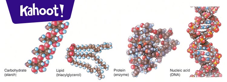 Macromolecules and Enzymes - Kahoot! Quiz