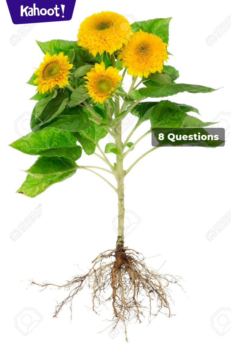 Plants - Kahoot! Quiz