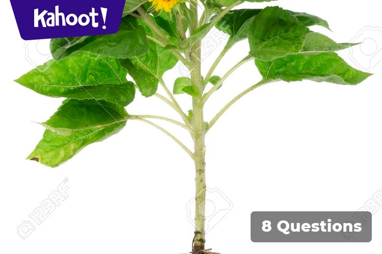 Plants - Kahoot! Quiz