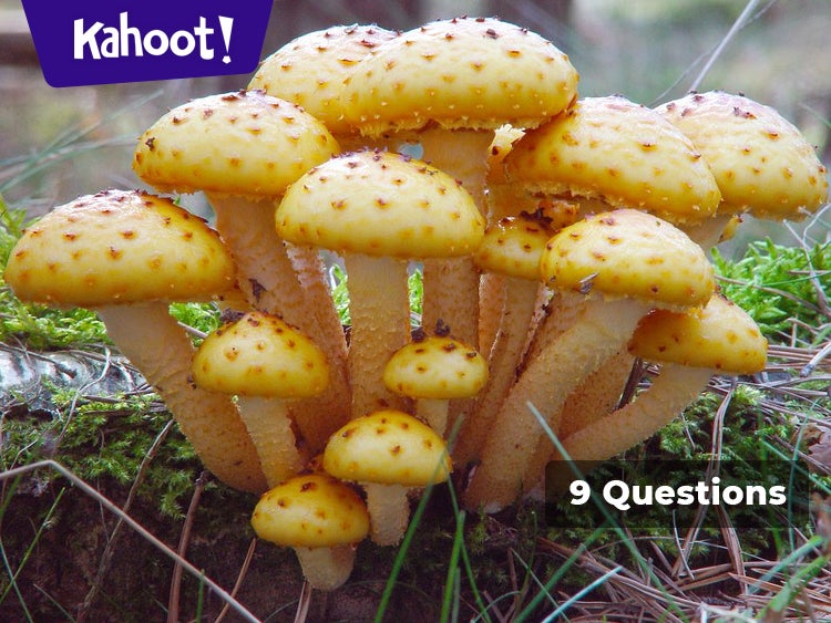 Kingdom Fungi #1 - Kahoot! Quiz