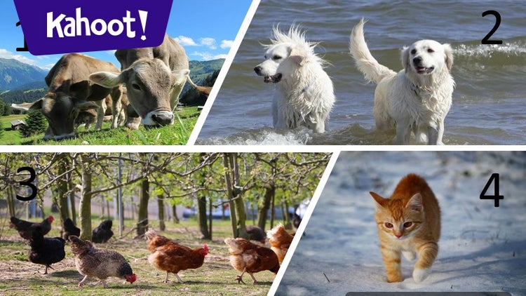 Identify these animals. - Kahoot! Quiz