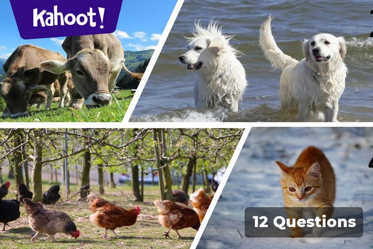 Identify these animals. - Kahoot! Quiz