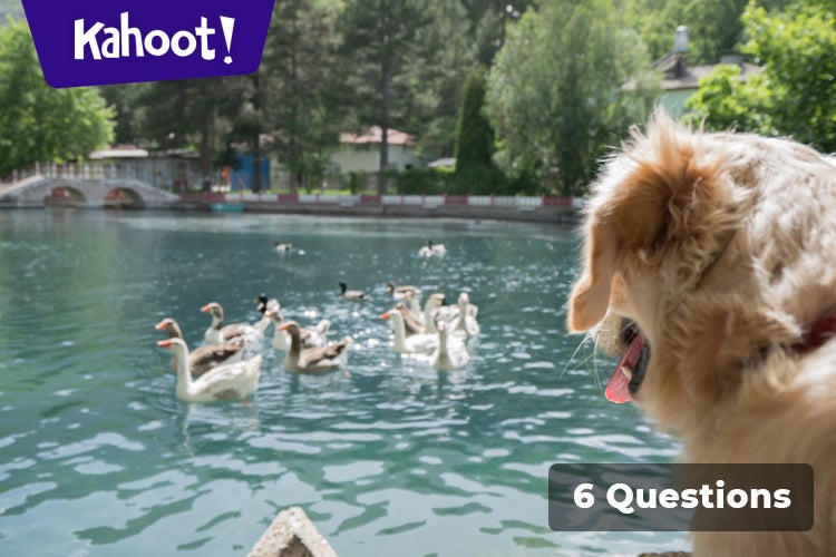 BIZCOCHO ENCUENTRA UN AMIGO - Kahoot! Quiz