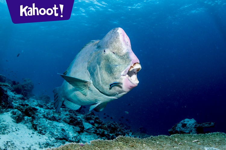 196225 Intro Marine Biology - Kahoot! Quiz