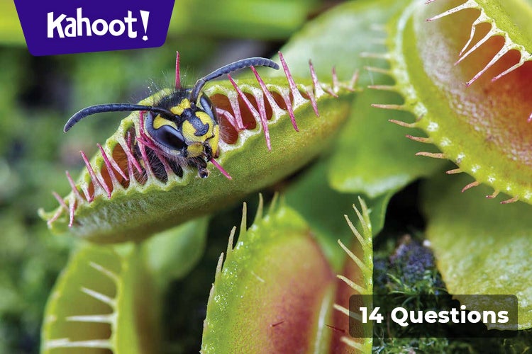 Plants - Kahoot! Quiz