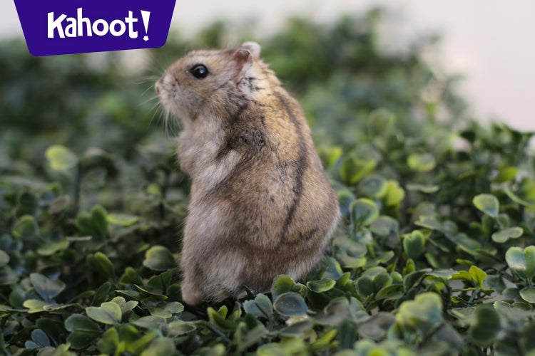 Repaso Biología Tema 7 - Kahoot! Quiz