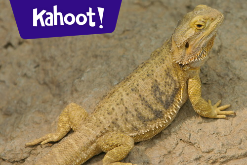 Vet Science CDE - Reptile Breeds - Kahoot! Quiz