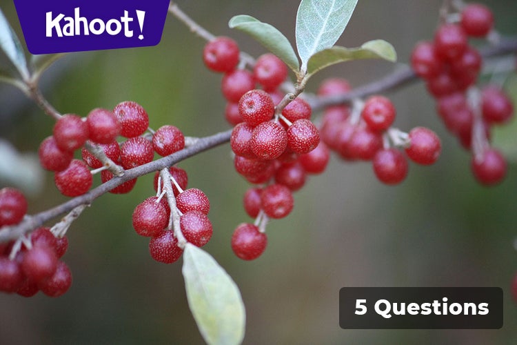 Problem Plants Exit Pass - Kahoot! Quiz