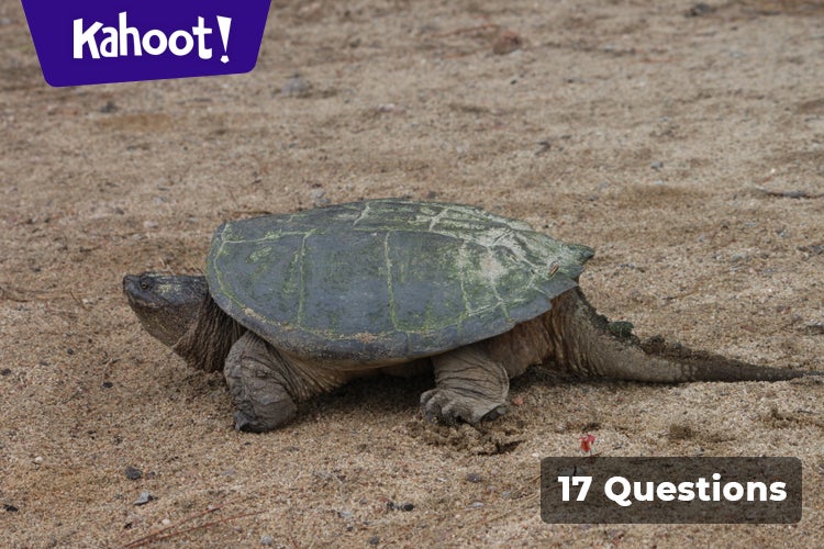 How to be a Turtle Researcher Quiz! - Kahoot! Quiz