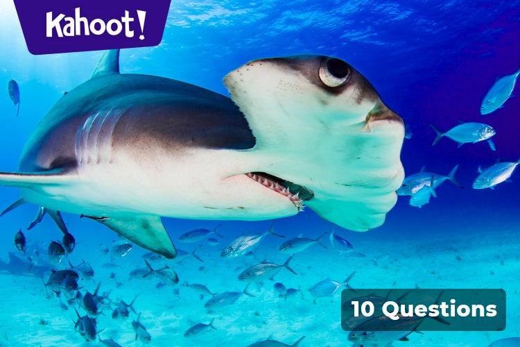 Comparing Ocean Numbers (K.CC.A.1) - Kahoot! Quiz