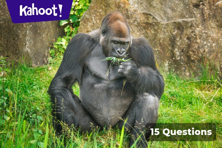 Gorilla - Kahoot! Quiz