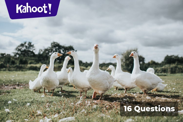 A Gaggle of Geese Part 1: Groups of Birds Trivia - Kahoot! Quiz
