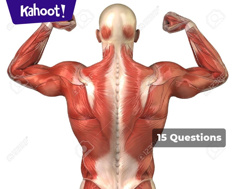 Upper Body Muscle Anatomy - Kahoot! Quiz
