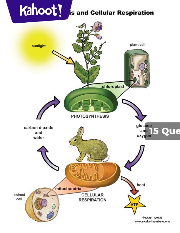 Photosynthesis and Cellular Respiration - Kahoot! Quiz