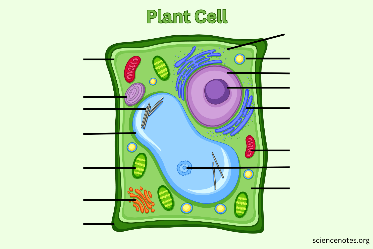 Science: Plant Cells - Kahoot! Quiz