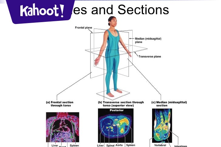 Directional Terms/Anatomical Directions - Kahoot! Quiz