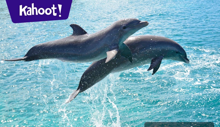Adding Ocean Creatures Together (K.CC.A.1) - Kahoot! Quiz