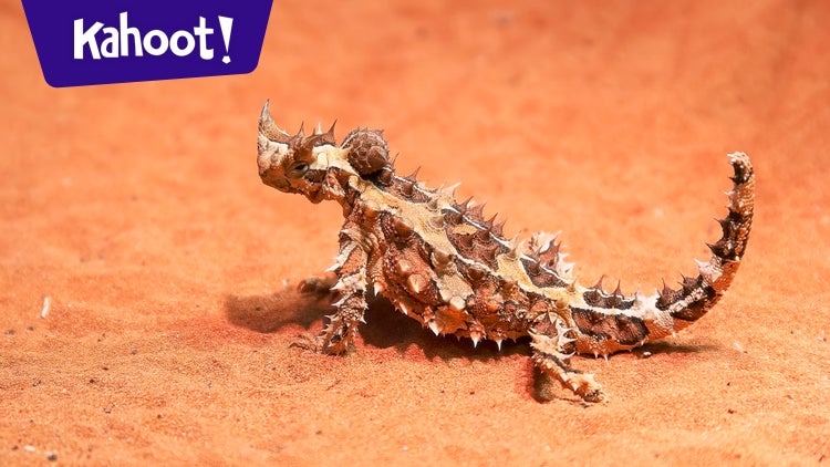NSW Stage 3 Science - Living Things - Australian Animal Adaptations ...