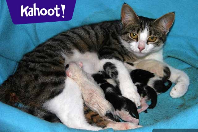 Asexual Vs Sexual Reproduction Holden Hall Kahoot Quiz