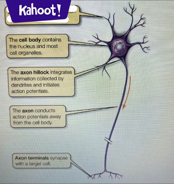 anatomy & physiology: nervous system - Kahoot! Quiz
