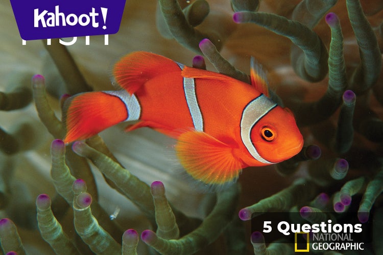 Fish - Kahoot! Quiz