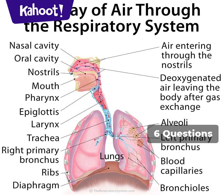 The Respiratory System-Unit 7 - Kahoot! Quiz